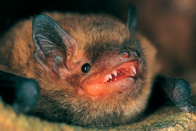 Bild-Datenbank - Fledermaus-Bayern